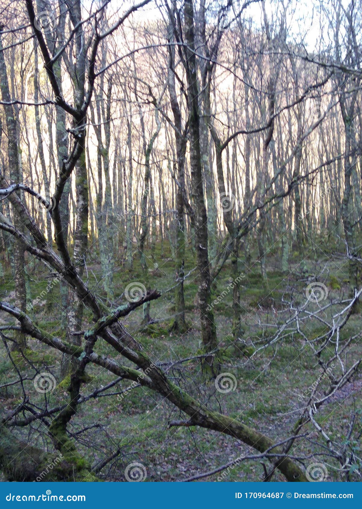 Morning between Trees stock image. Image of trees, green - 170964687