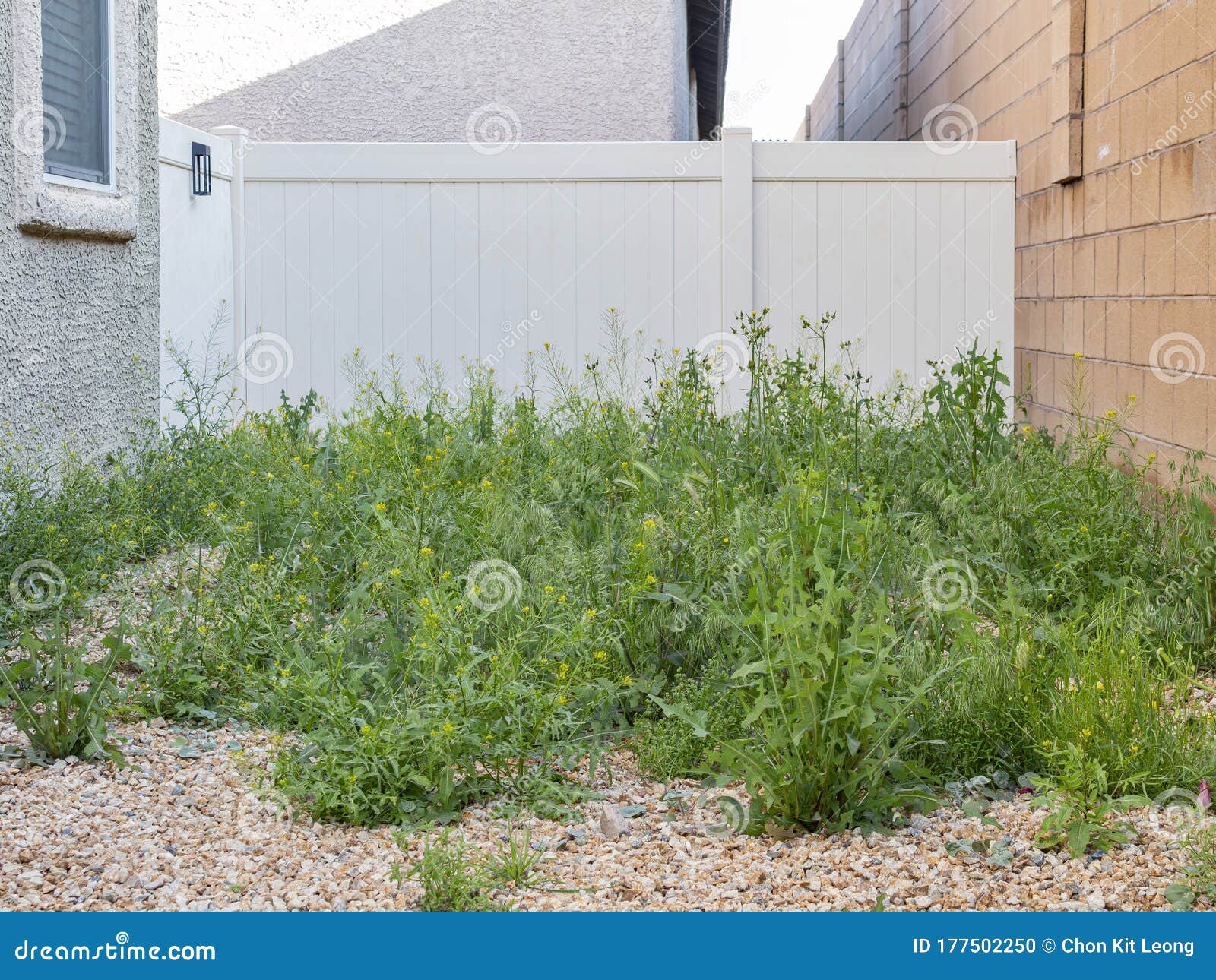 Morning View of Backyard with Full or Weeds Stock Photo - Image of ...