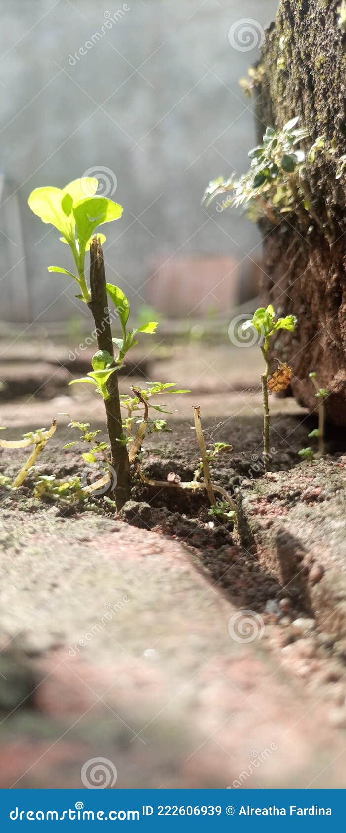 Morning View in the Backyard Stock Image - Image of woodland, flower ...