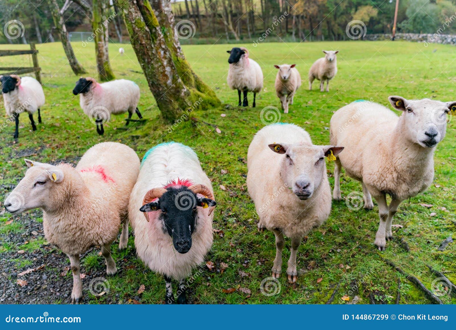 Morning View of a Farm with Many Sheeps Stock Image - Image of ireland ...
