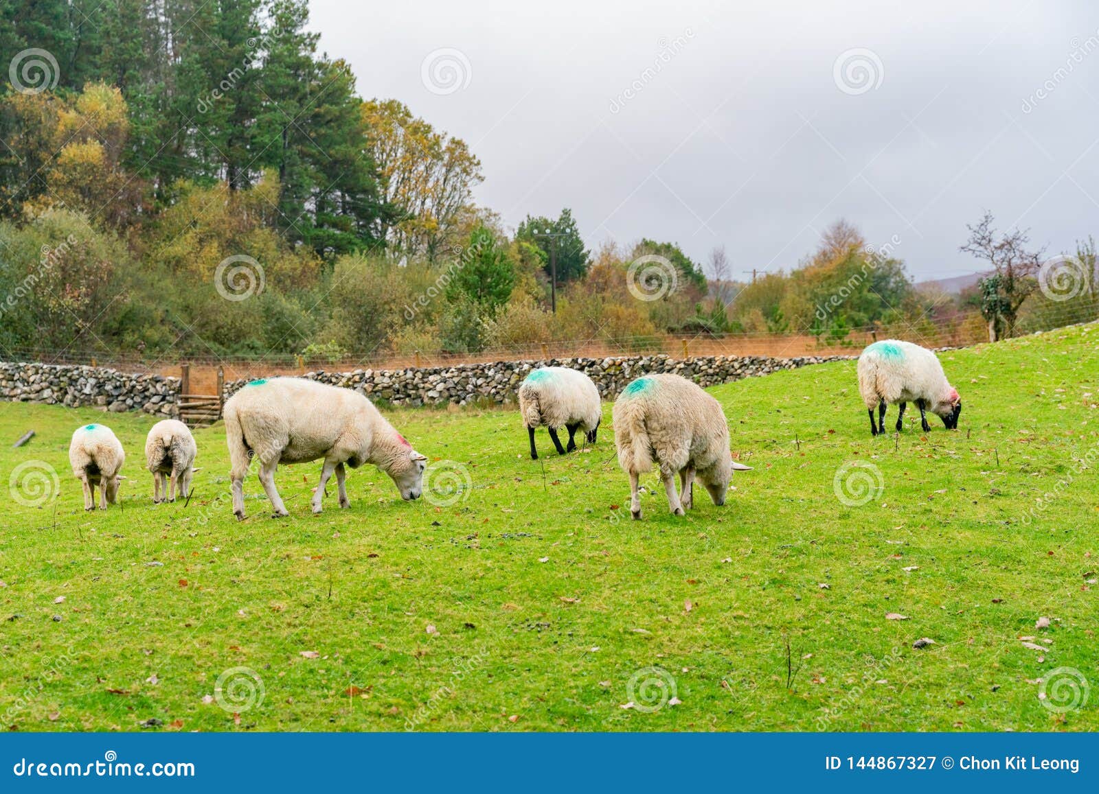 Morning View of a Farm with Many Sheeps Stock Image - Image of vacation ...