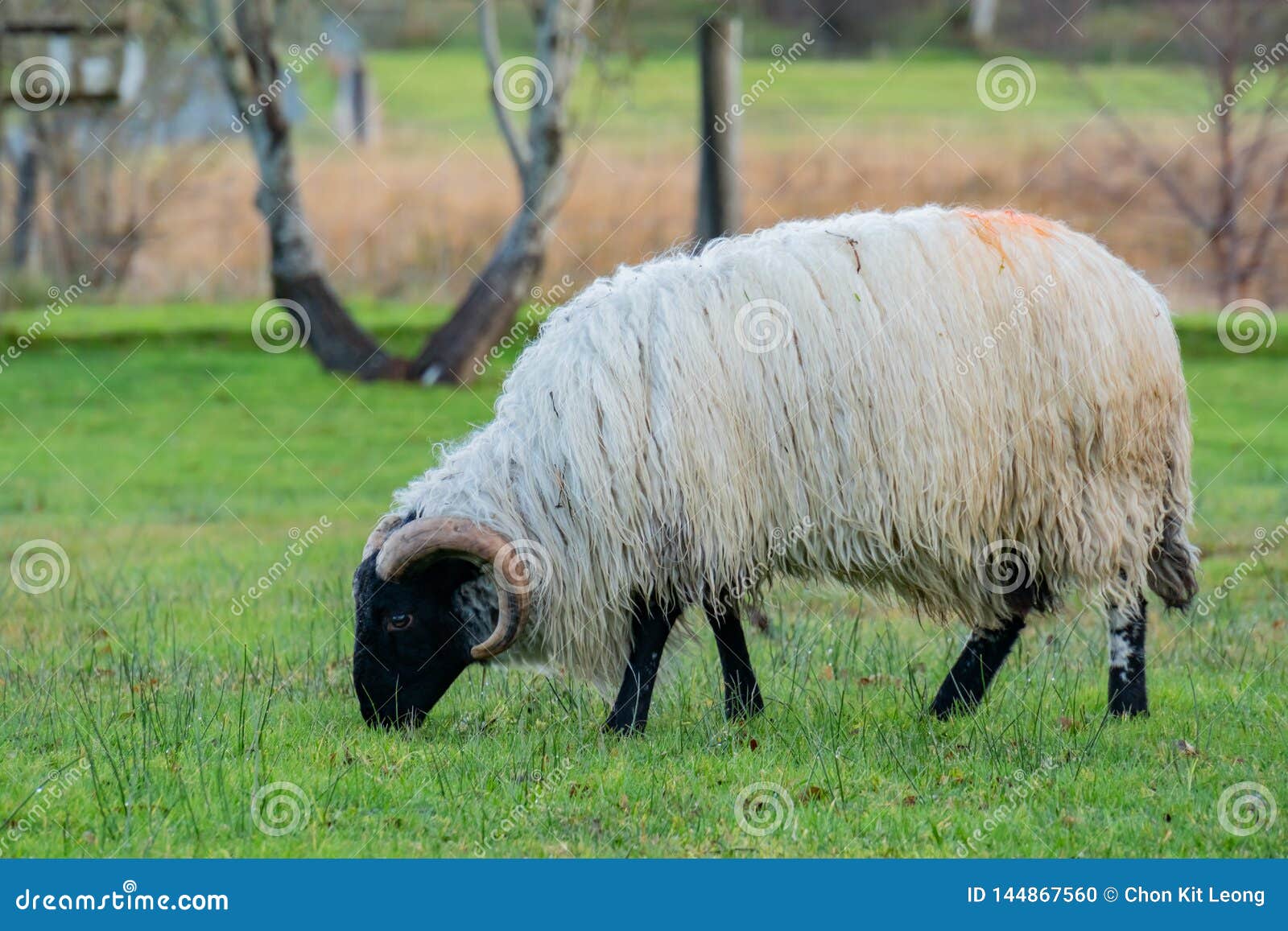 Morning View of a Farm with One Sheep Stock Photo - Image of galway ...