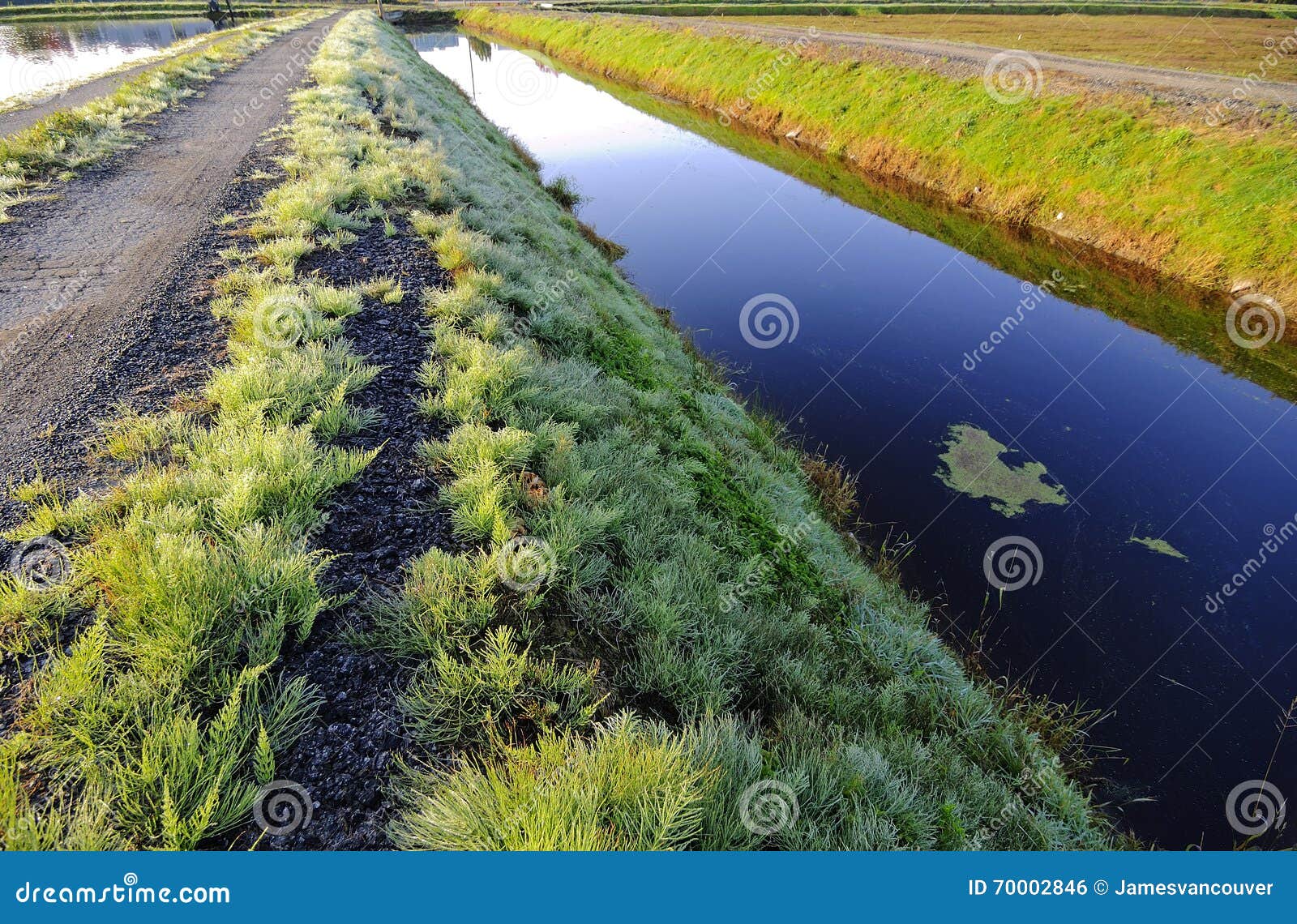 Morning View of Farm Road and Ditch with Dew on Grass Stock Photo ...
