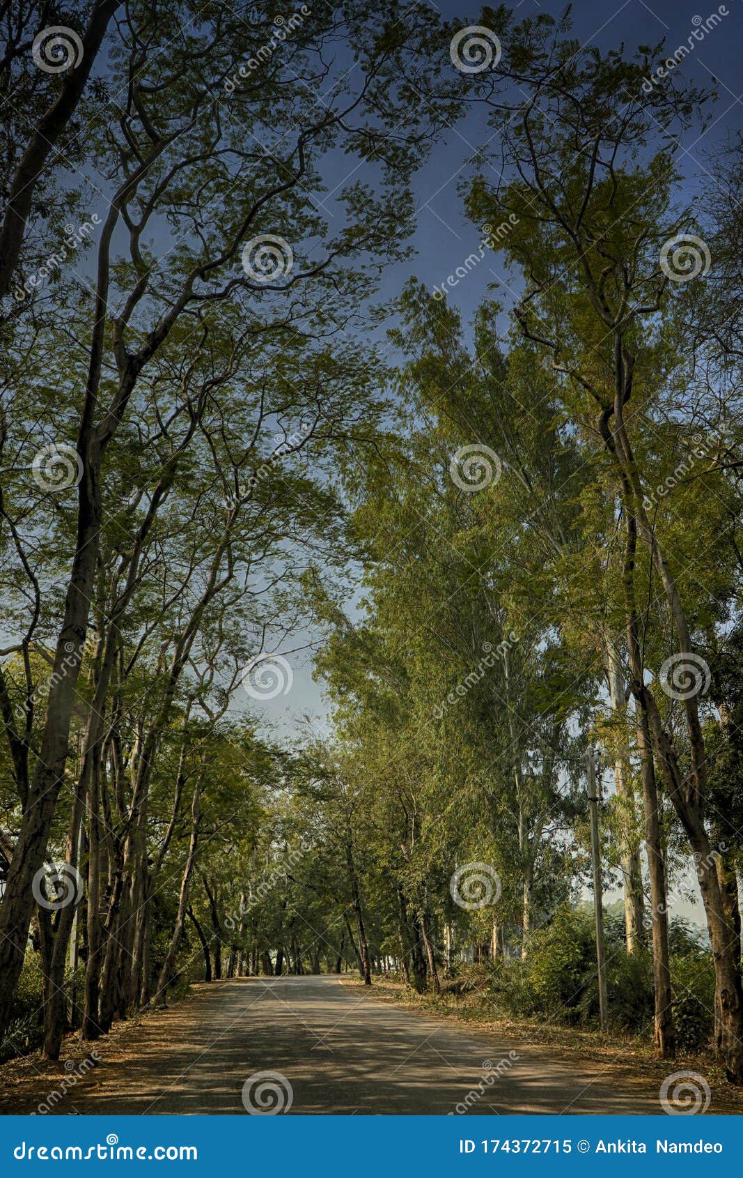 Morning View with Green Trees Stock Image - Image of magic, beech ...