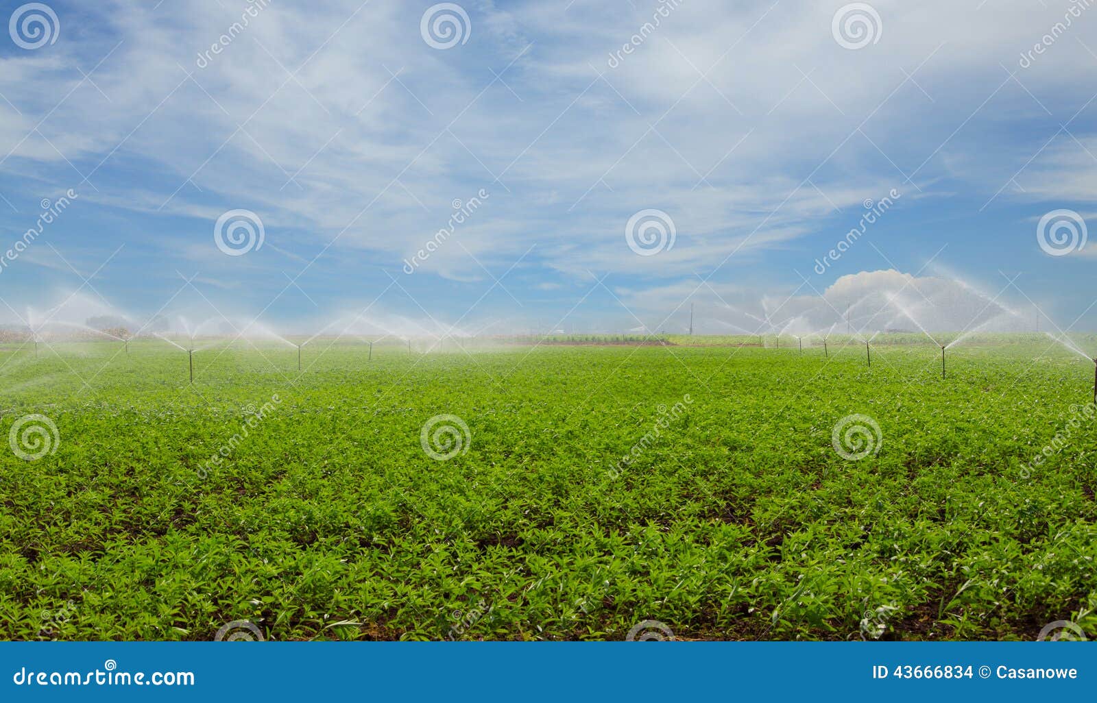 Top View Of Sprinkler Irrigation Of Vegetable Field.Aerial View From ...