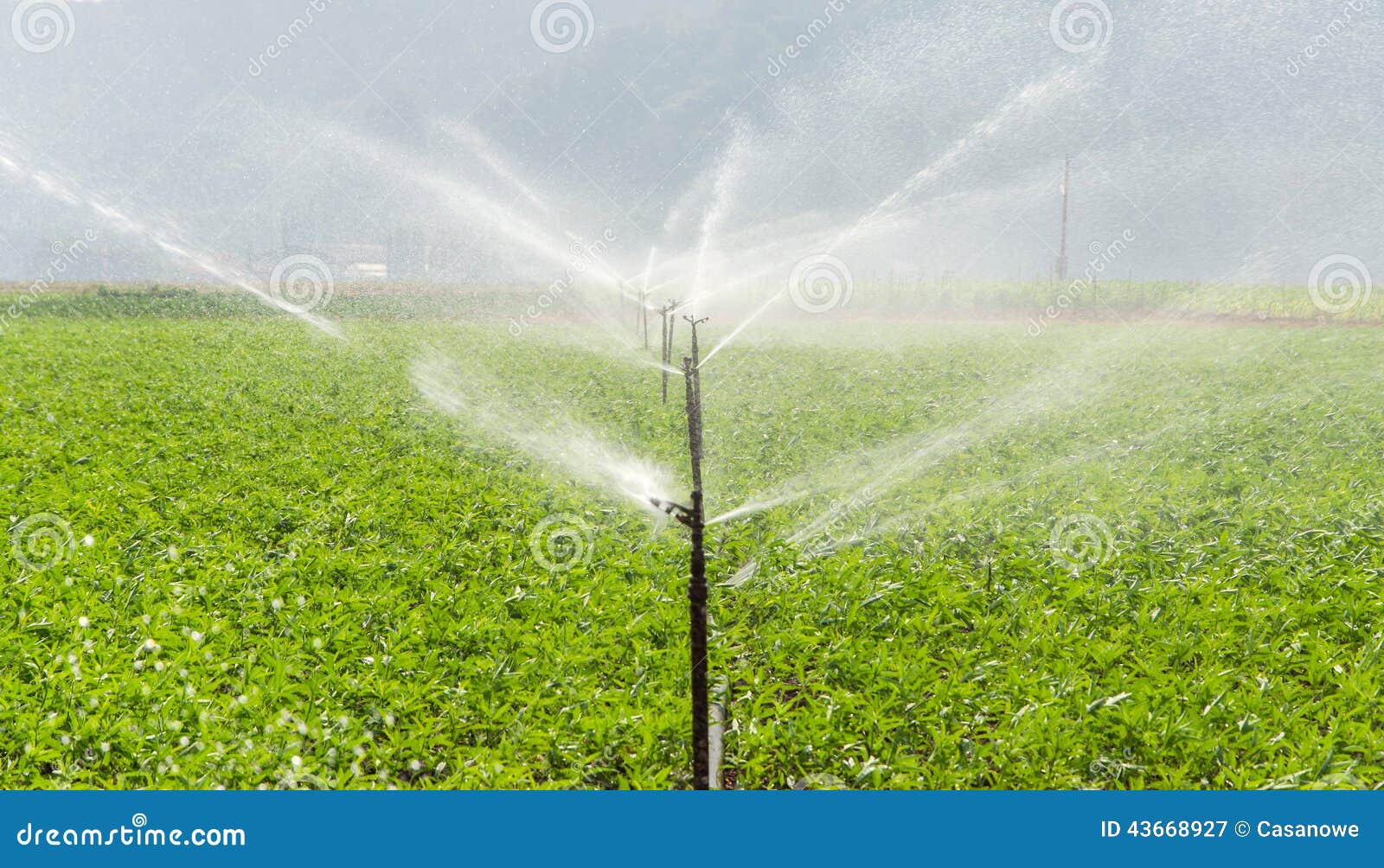 Morning View of a Hand Line Sprinkler System in a Farm Field Stock ...