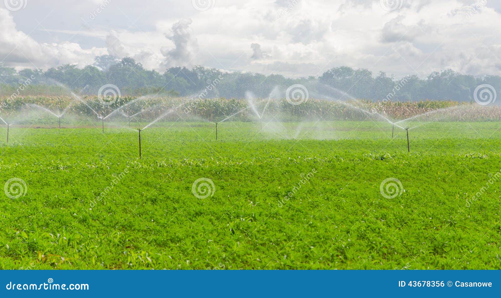 Morning View of a Hand Line Sprinkler System in a Farm Field Stock ...