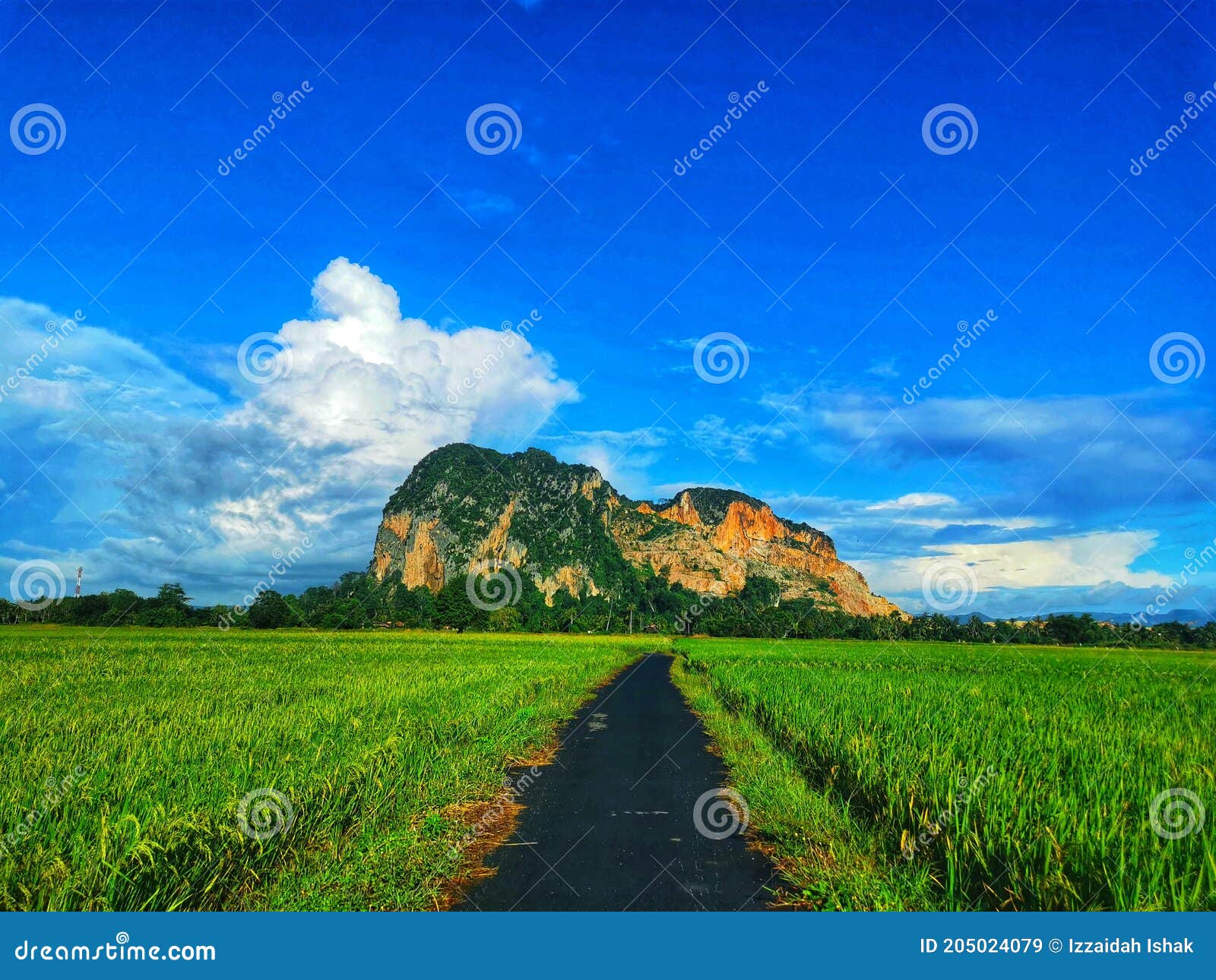 Morning View of Paddy Field Stock Image - Image of landscape, plant ...