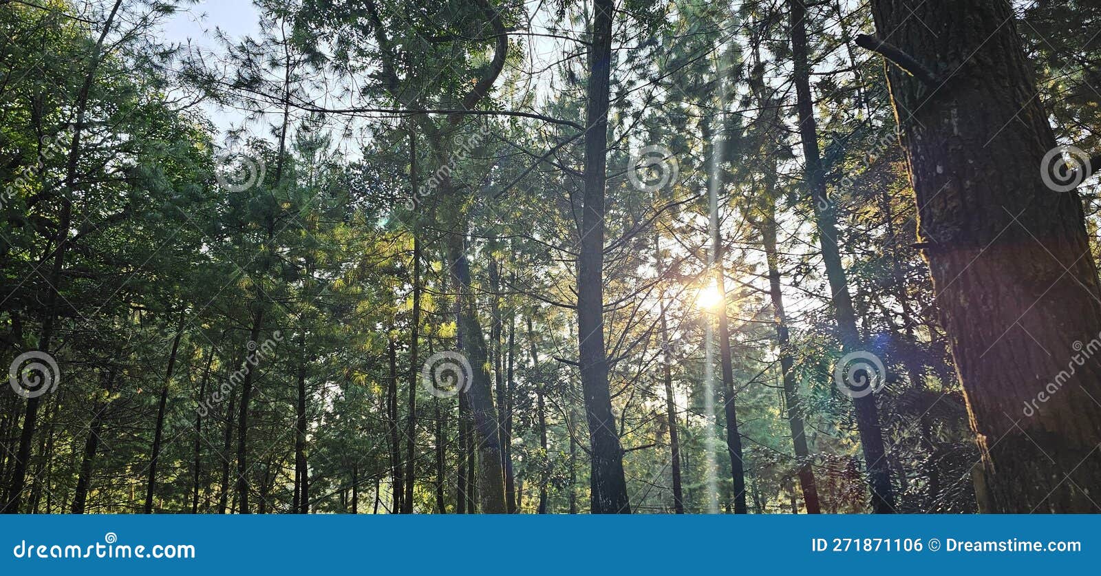 Morning View of Pines Forrest with Morning Sunshine Stock Photo - Image ...