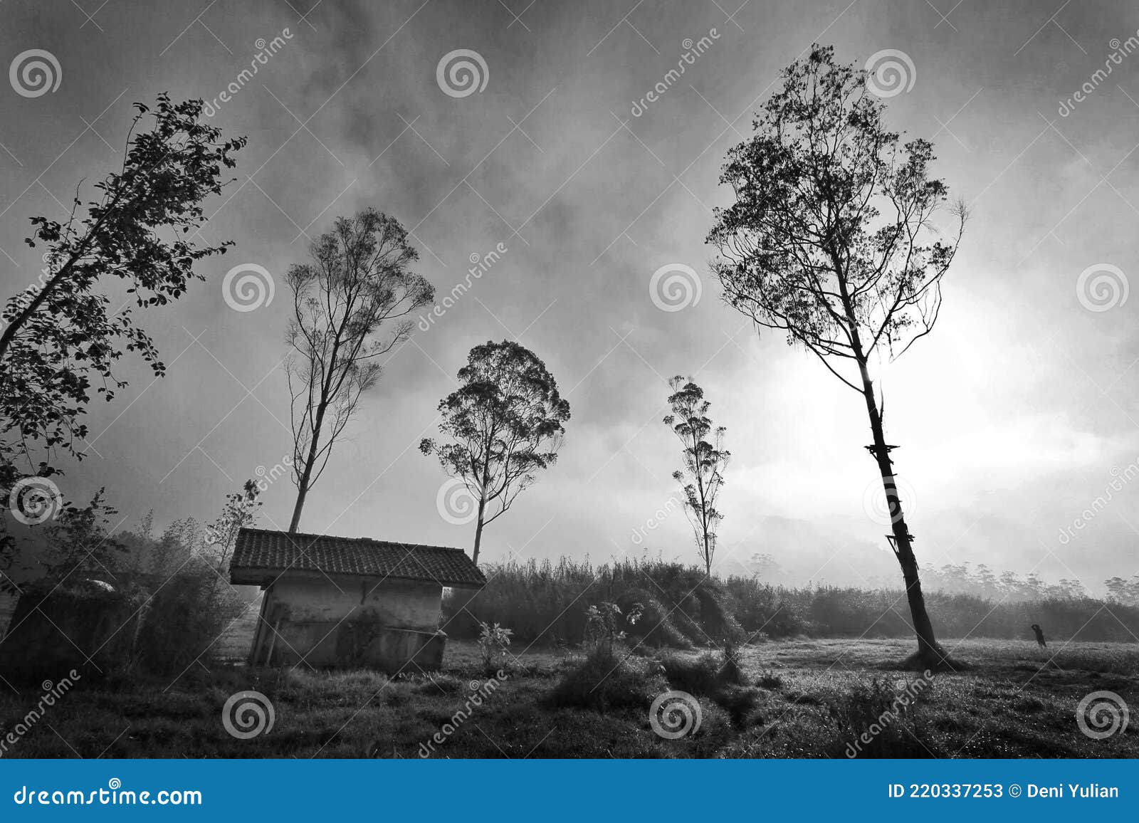 Morning View Ranca Upas Sunrise Tree Stock Image - Image of leaf, tree ...