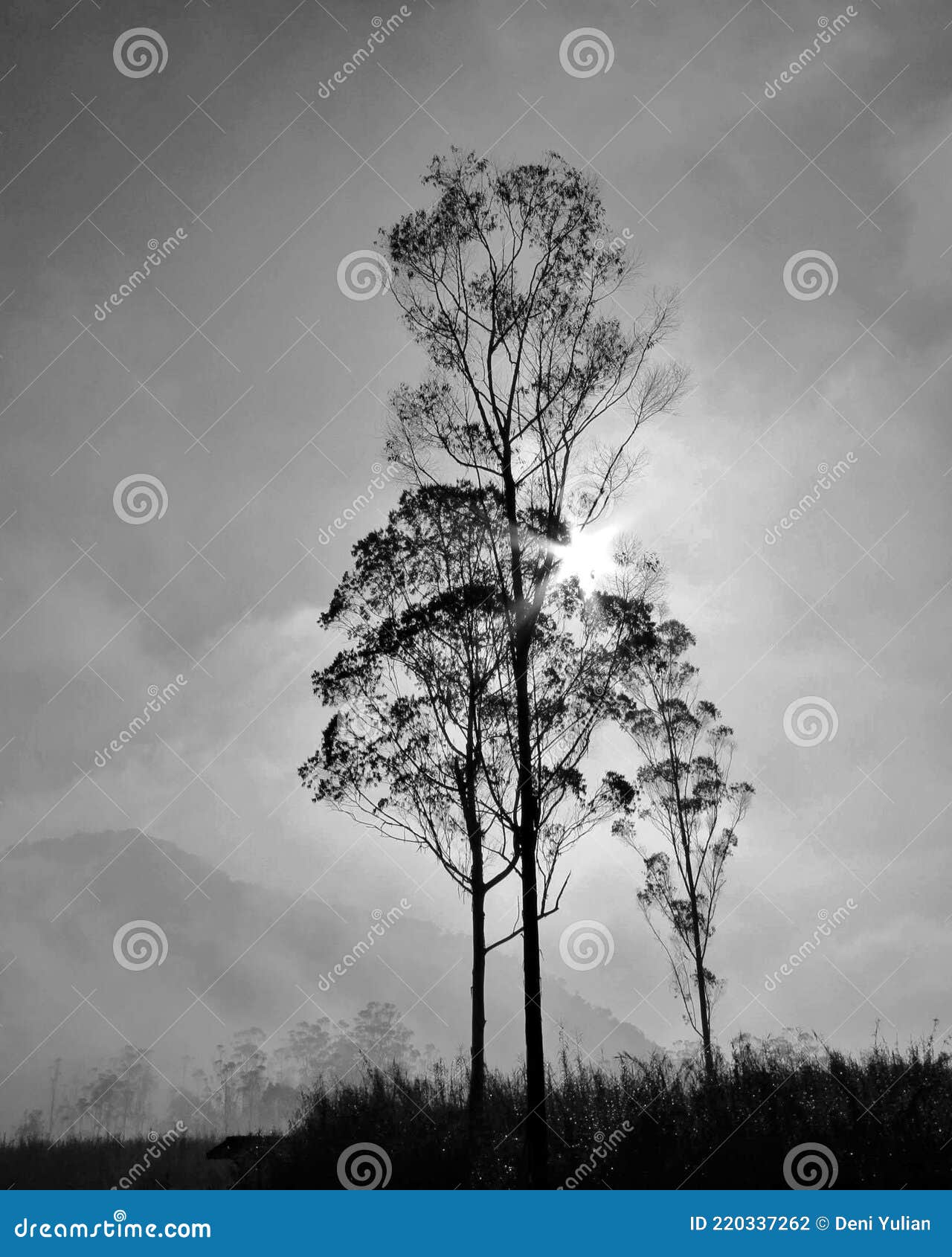 Morning View Ranca Upas Sunrise Tree Stock Photo - Image of drawing ...