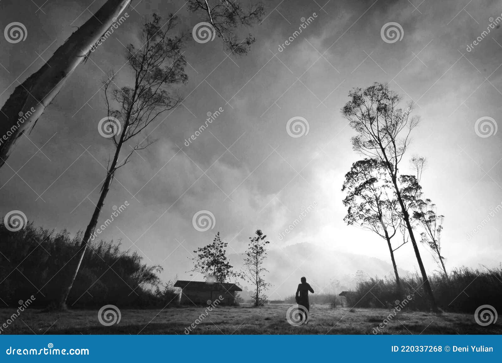 Morning View Ranca Upas Sunrise Tree Stock Photo - Image of darkness ...