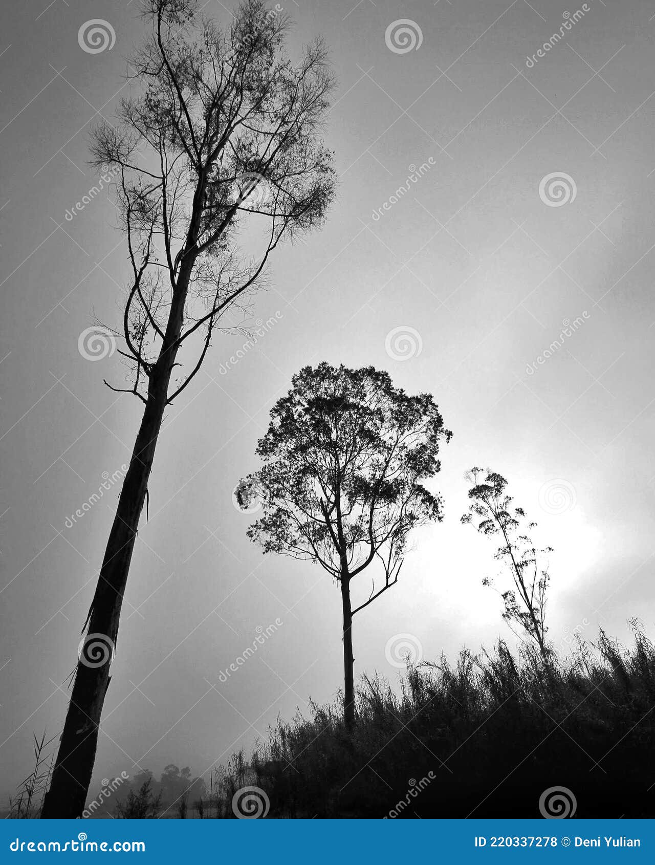 Morning View Ranca Upas Sunrise Tree Stock Photo - Image of drawing ...
