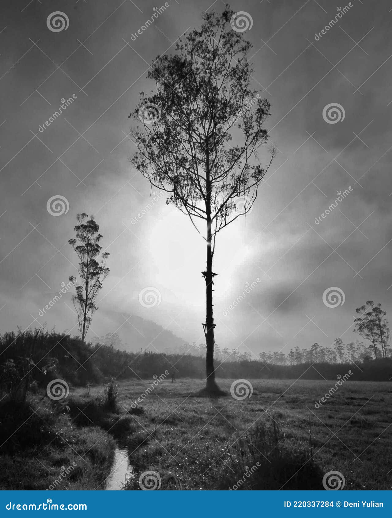 Morning View Ranca Upas Sunrise Tree Stock Photo - Image of mist, grass ...