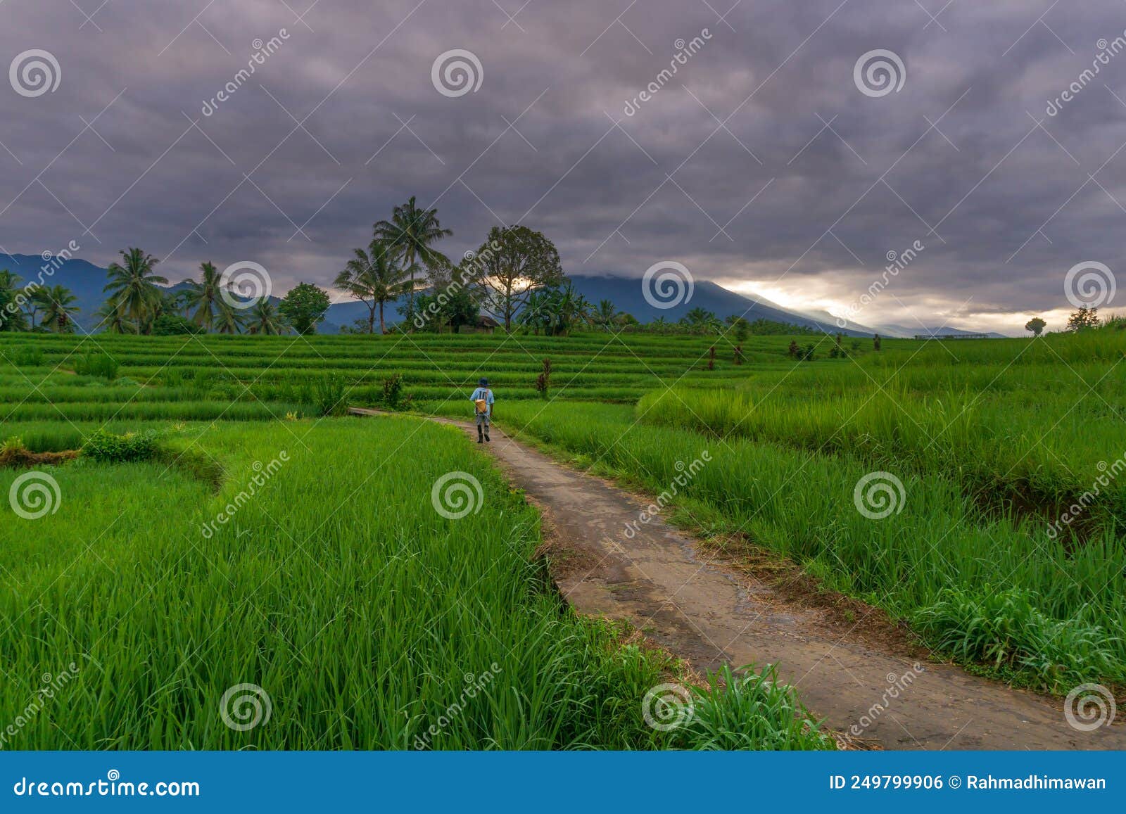 Morning View in Rice Field Industry with Small Path and People Walking ...