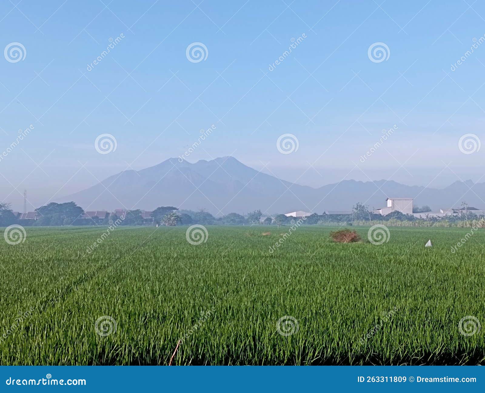 The Morning View of the Rice Fields Stretches Wide Stock Image - Image ...