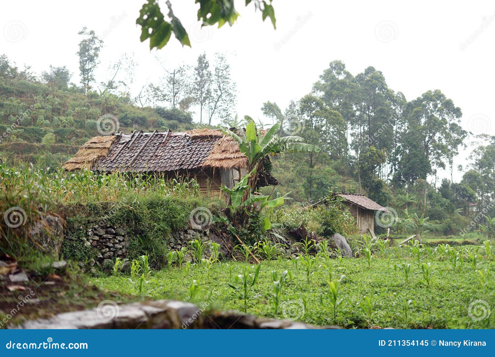 Farmer Huts in a Corn Field Stock Image - Image of landscape, food ...
