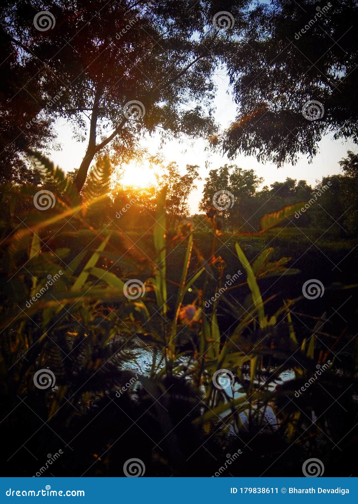 Morning view of sunrice stock image. Image of leaf, forest - 179838611