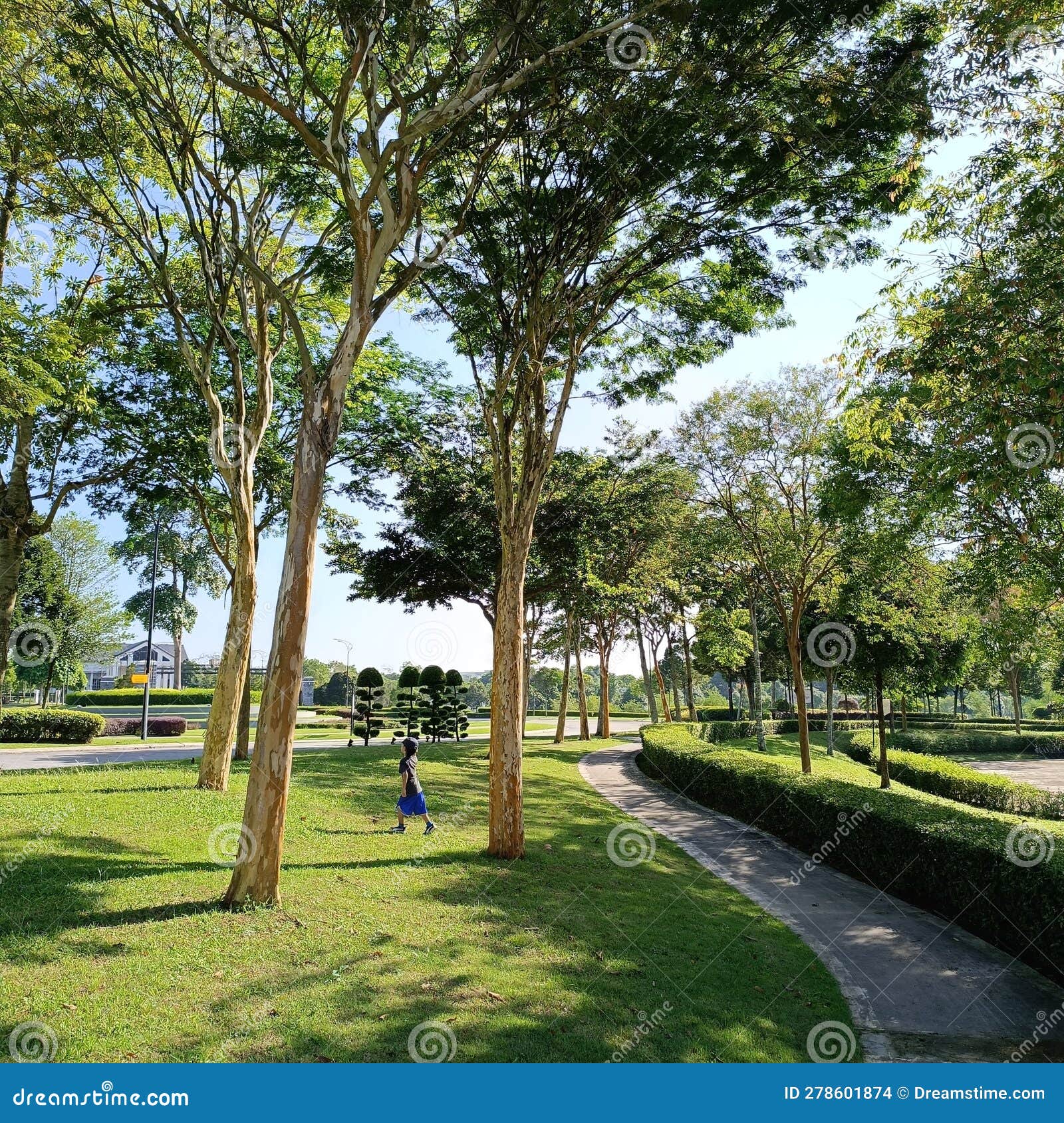 Morning View Tree Shadow & Kid Editorial Stock Image - Image of view ...