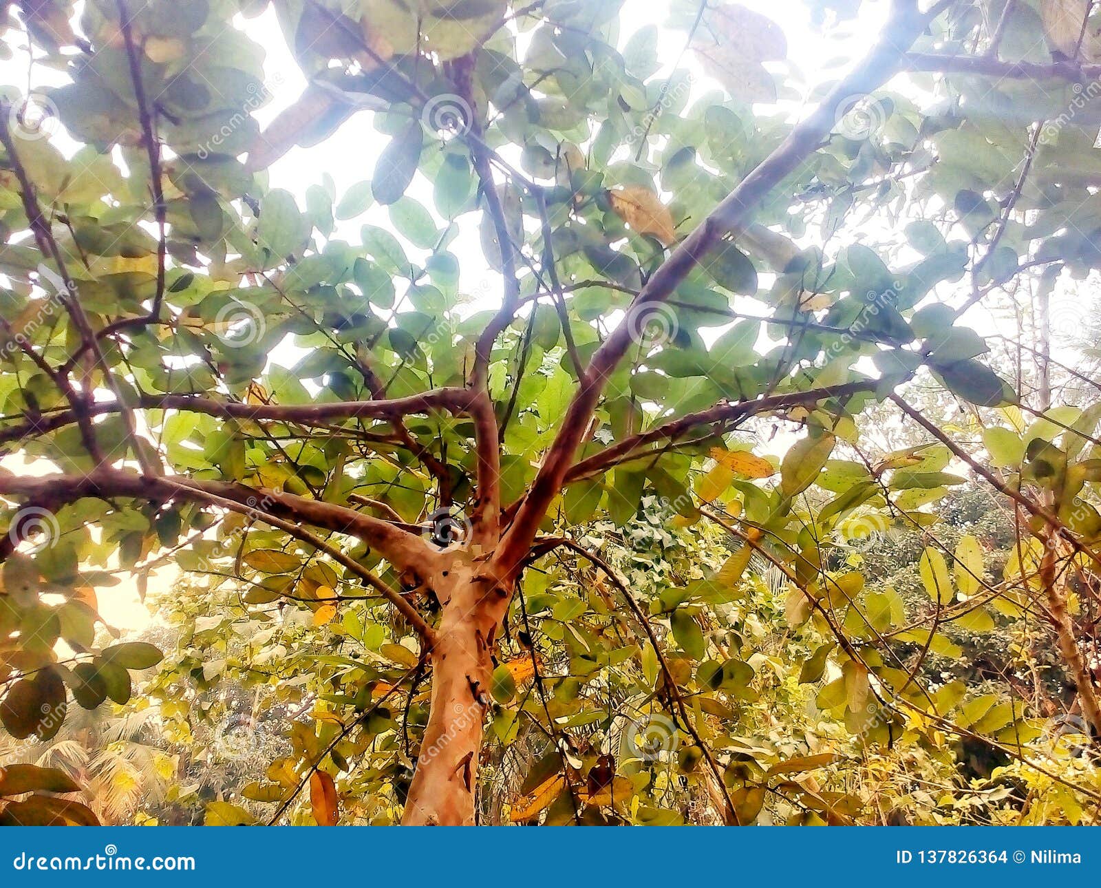 Tree stock photo. Image of tree, morning, nature, view - 137826364