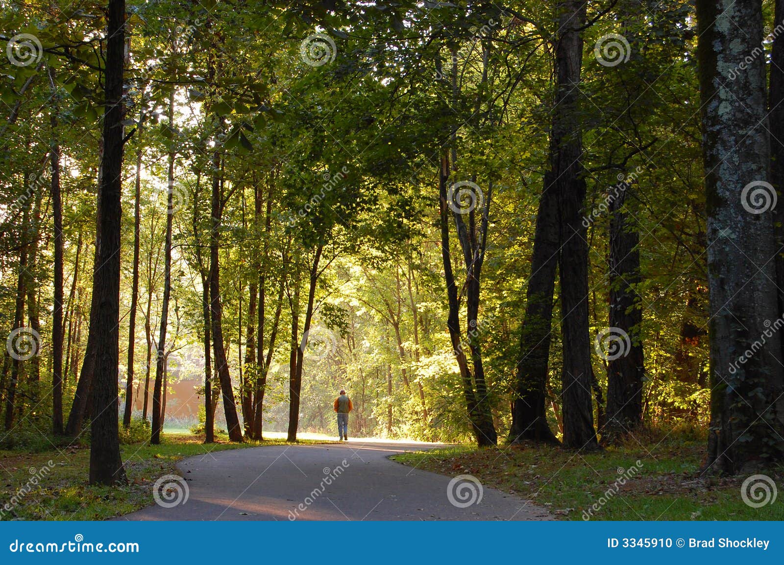 Morning walk stock photo. Image of forest, exercise, canopy - 3345910