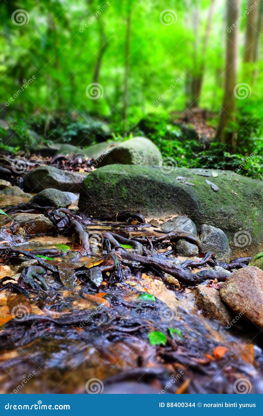 Morning Walk Along the Stream Stock Photo - Image of surface, landscape ...