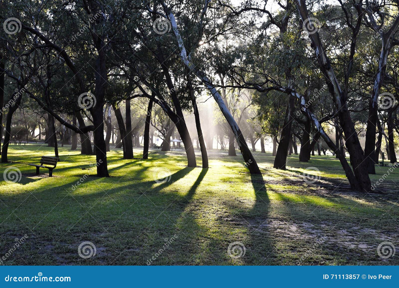 Morning walk stock image. Image of walk, green, mist - 71113857