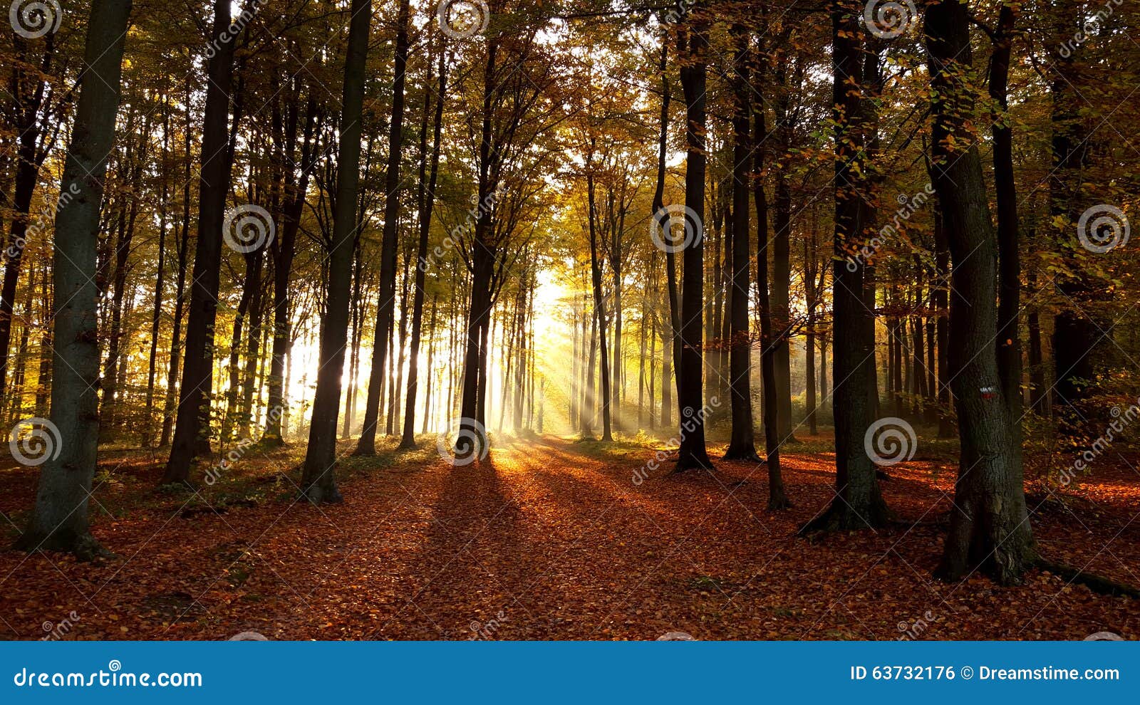 Morning walk in the forest stock photo. Image of nice - 63732176