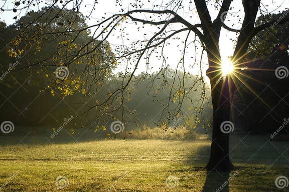 Morning through the Walnut Tree Stock Photo - Image of outside, park ...