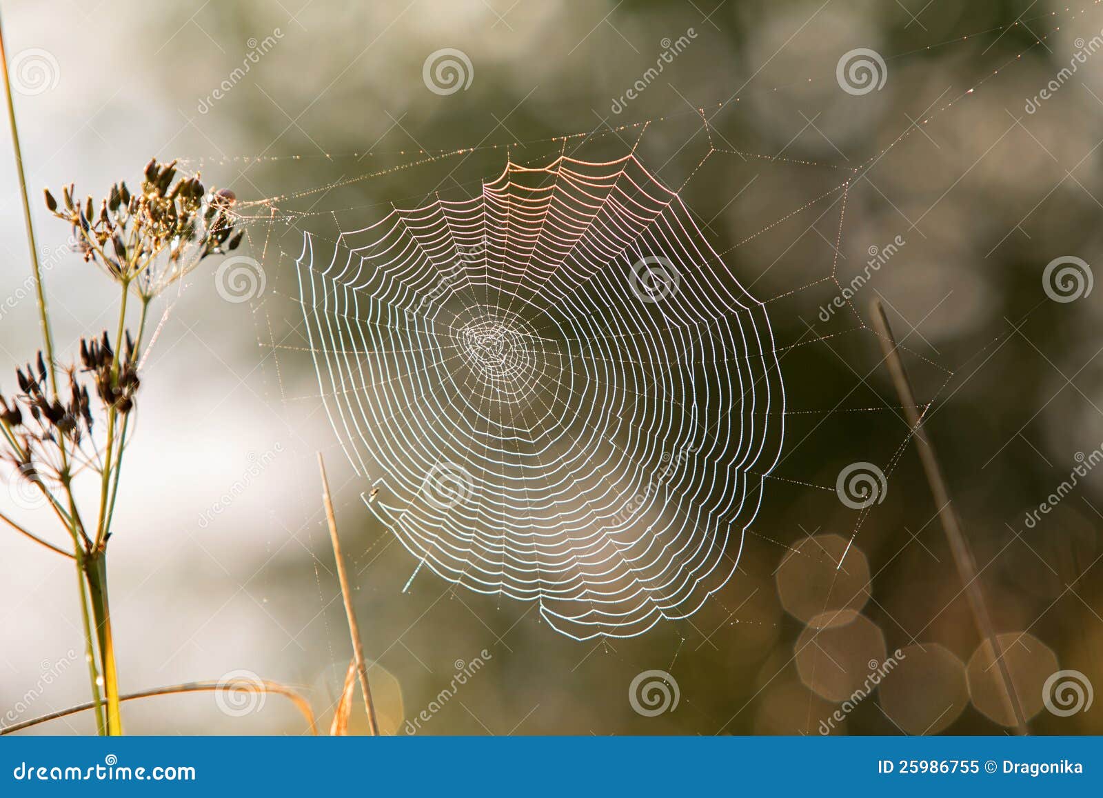 Morning web stock image. Image of spider, nature, summer - 25986755