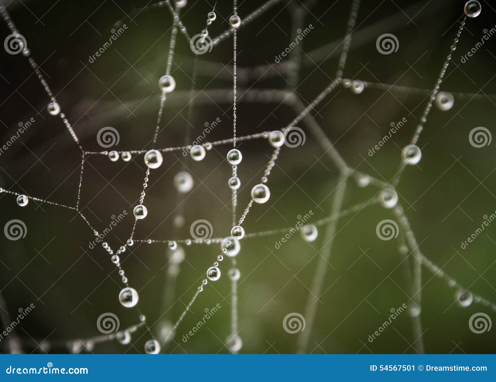Morning web stock image. Image of dewdrops, morning, macro - 54567501