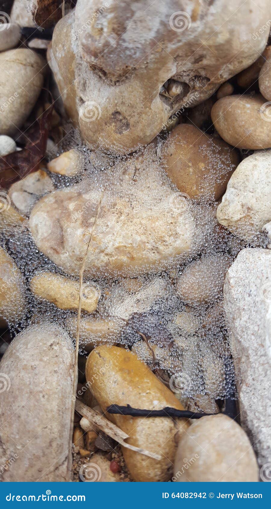 Morning Web stock photo. Image of morning, spider, rocks - 64082942
