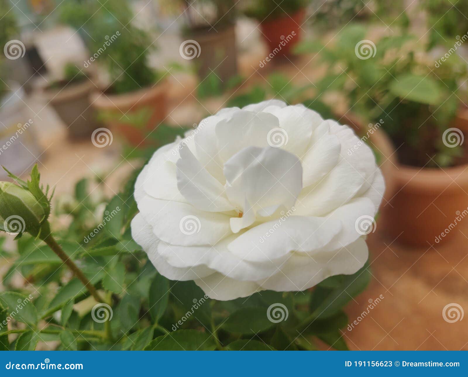 Morning White Rose Rising Awesome Stock Image - Image of shrub, white ...