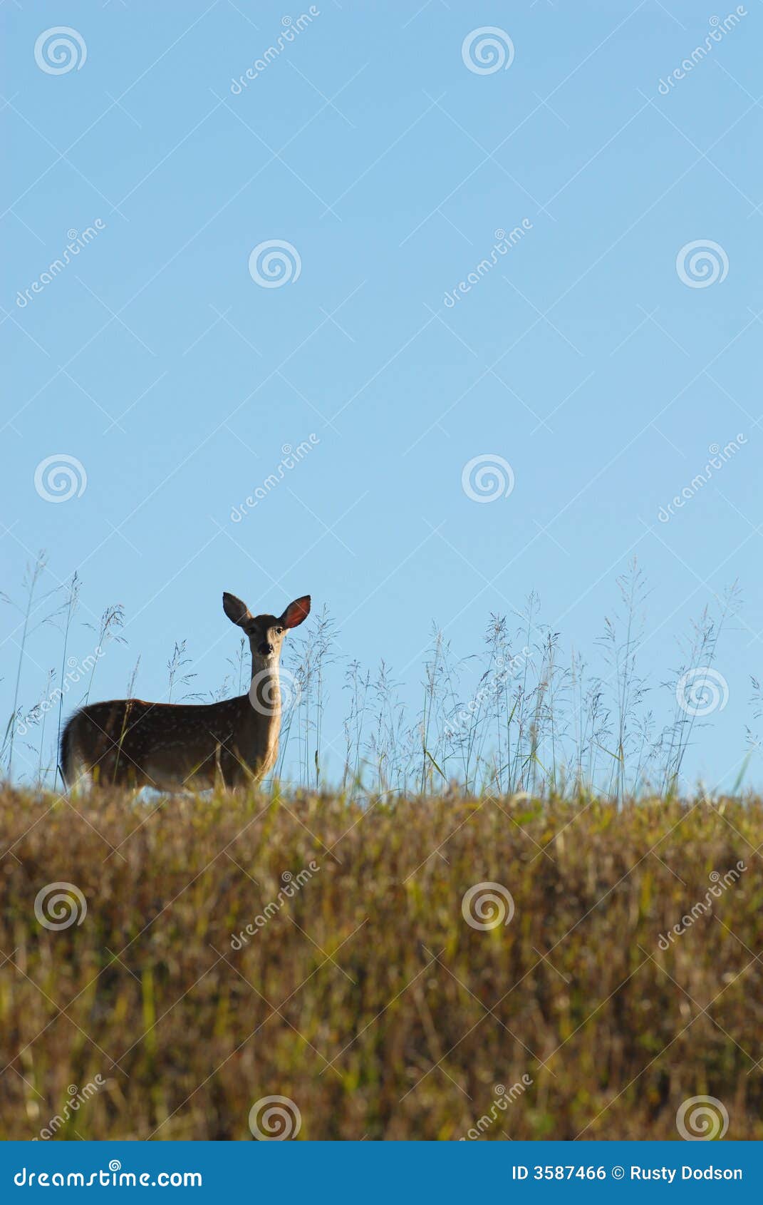 Morning Wildlife stock photo. Image of season, daylight - 3587466