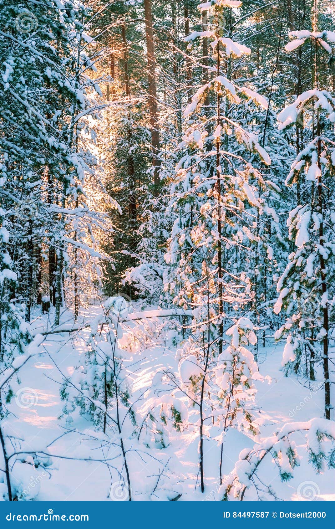 Morning in winter forest. stock image. Image of trunks - 84497587