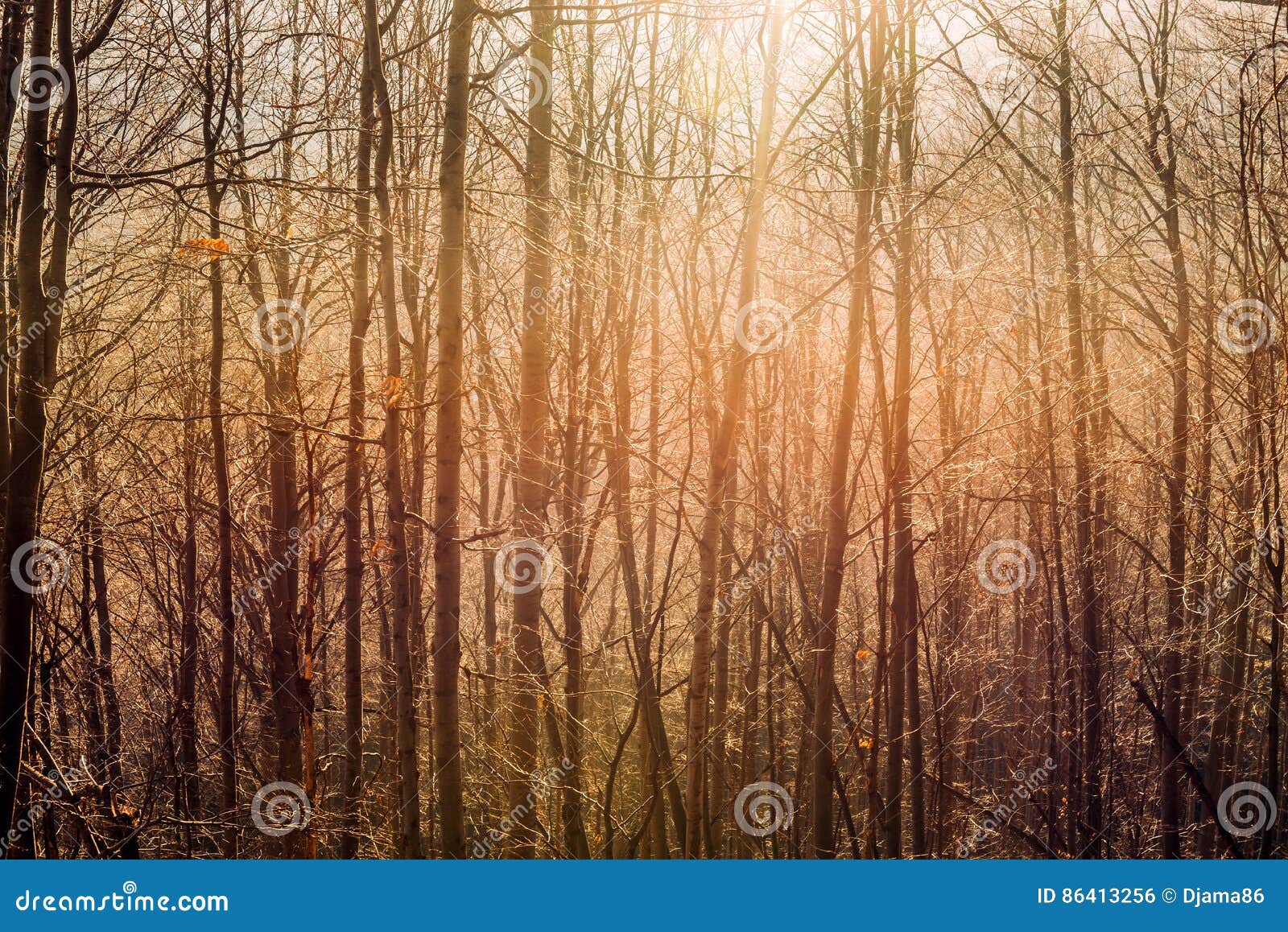 Morning in the wood stock photo. Image of dawn, path - 86413256