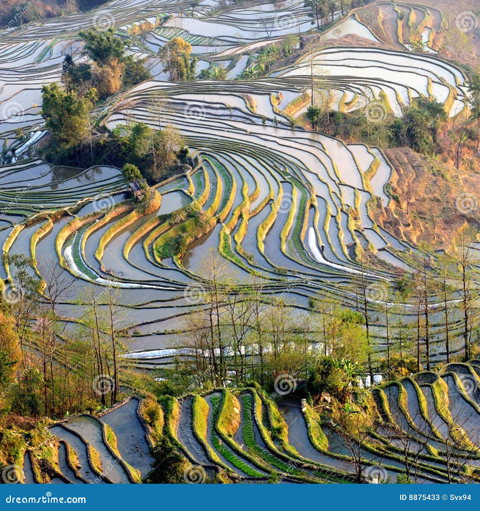 Morning of YuanYang Rice Terrace Stock Image - Image of yunnan, luoping ...