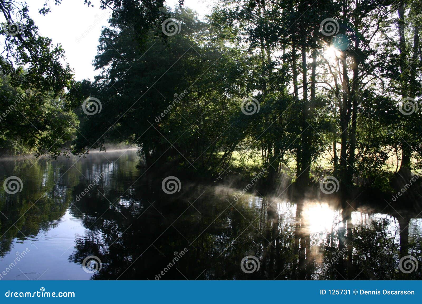 Morningstream3 stock image. Image of shining, small, trees - 125731
