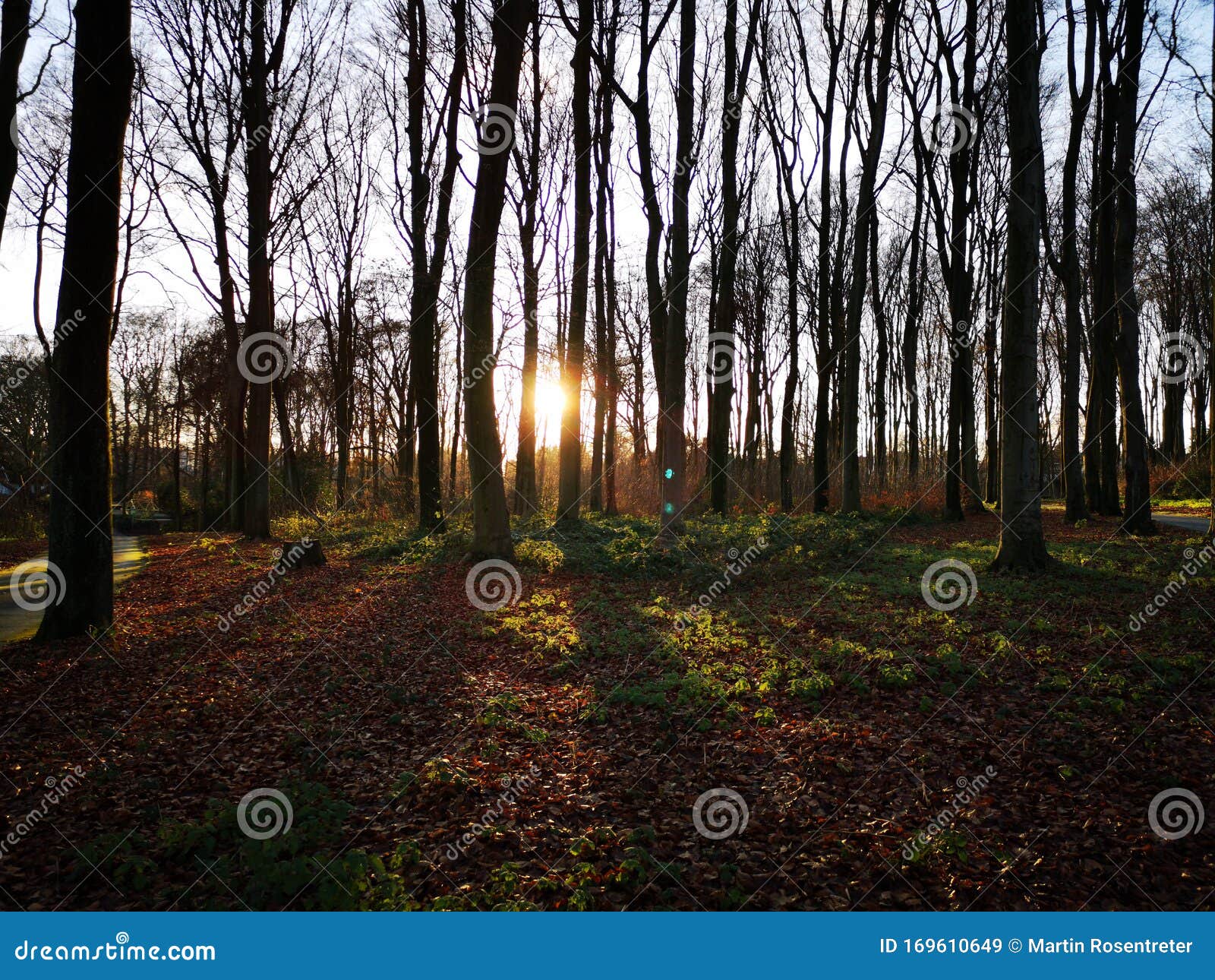 Sunrise stock image. Image of nice, morning, wood, sunrise - 169610649