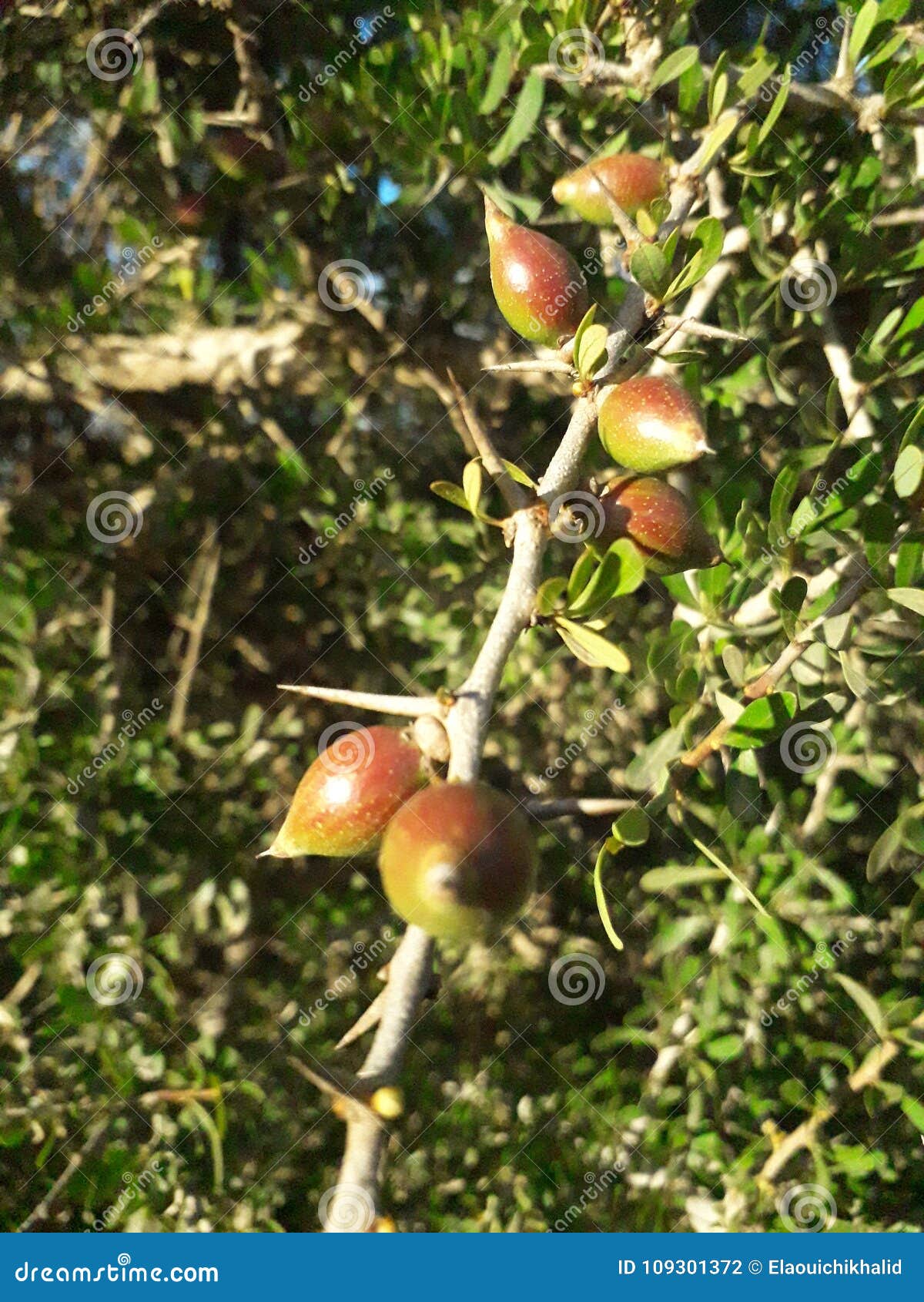 Argan tree stock photo. Image of argan, nuts, tree, leaf - 109301372
