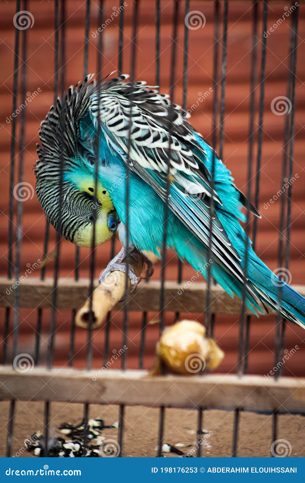 Moroccan budgie Bird stock image. Image of beak, marocbird - 198176253