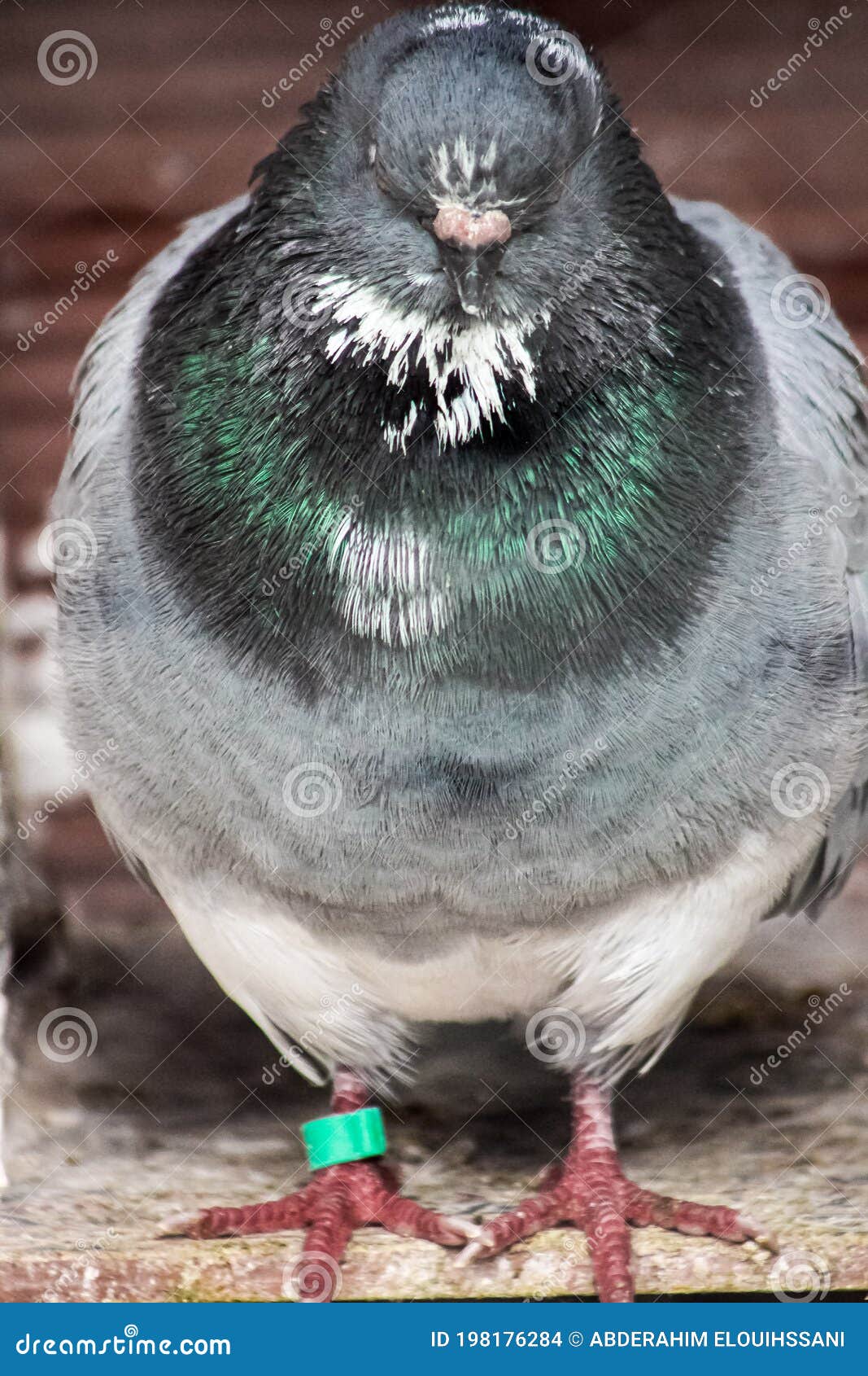 Moroccan budgie Bird stock photo. Image of nature, moroccan - 198176284