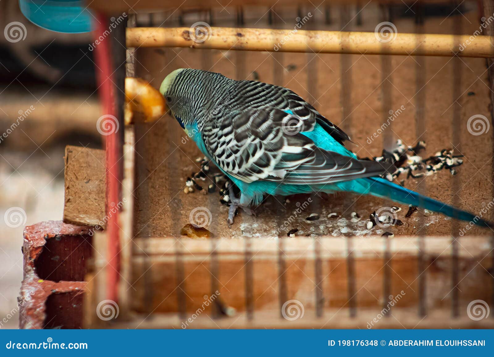 Moroccan budgie Bird stock photo. Image of finch, parrot - 198176348