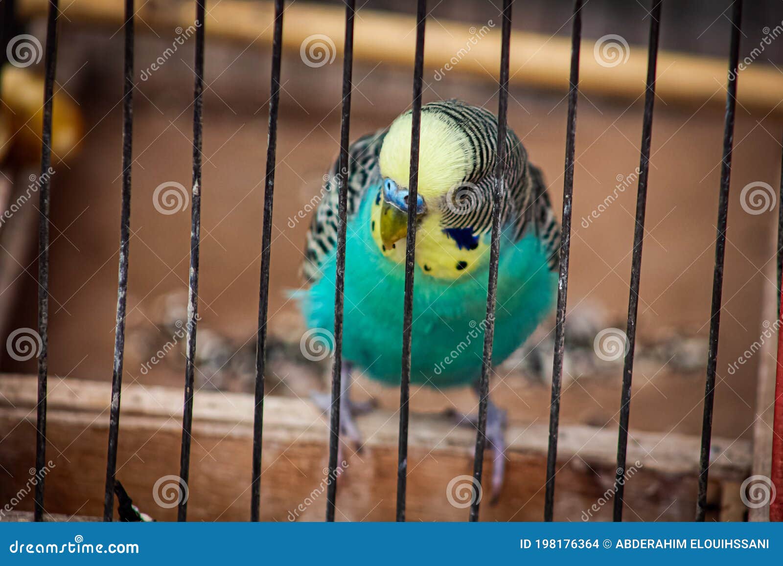 Moroccan budgie Bird stock photo. Image of macaw, budgie - 198176364