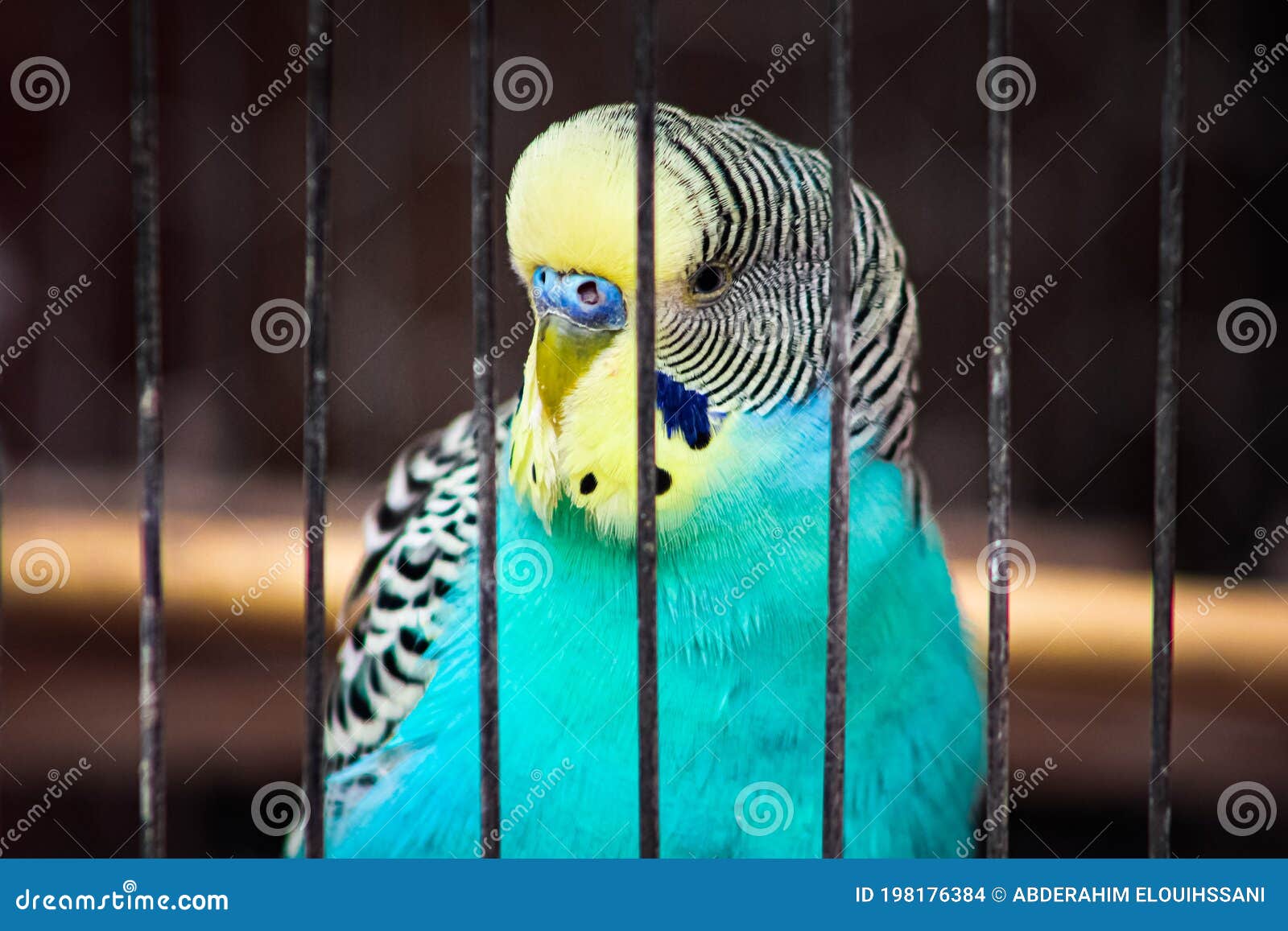 Moroccan budgie Bird stock photo. Image of blue, animal - 198176384