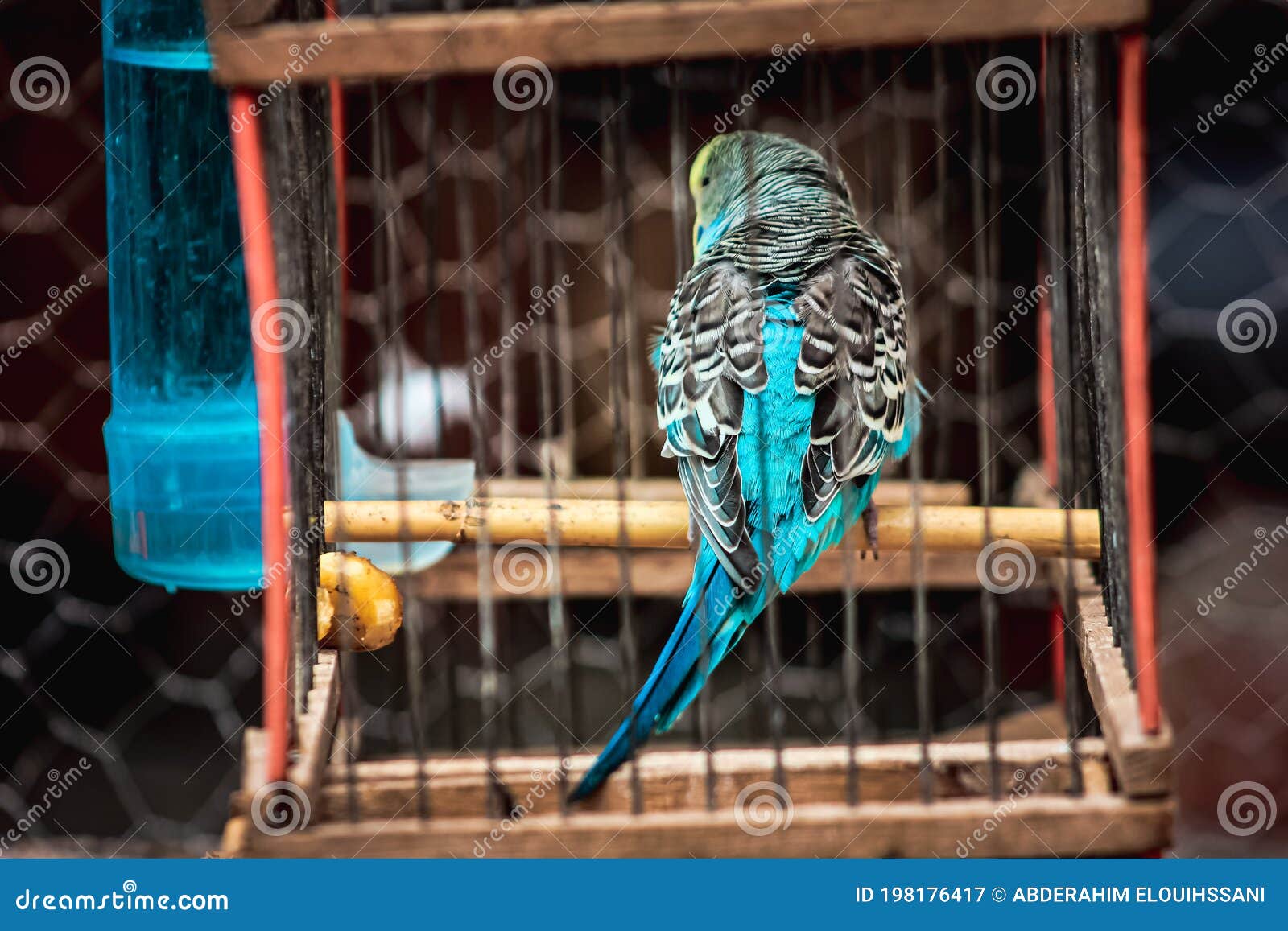 Moroccan budgie Bird stock image. Image of finch, parrot - 198176417