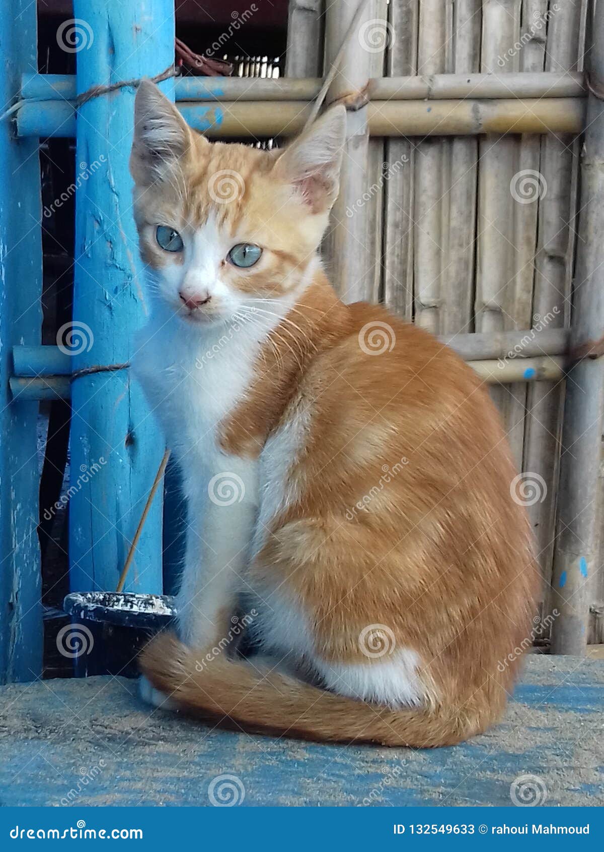 Moroccan cat stock image. Image of moroccan, cats, animal - 132549633