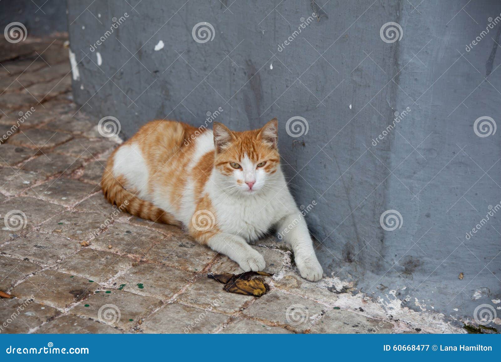 Moroccan cat stock image. Image of front, carnivore, head - 60668477