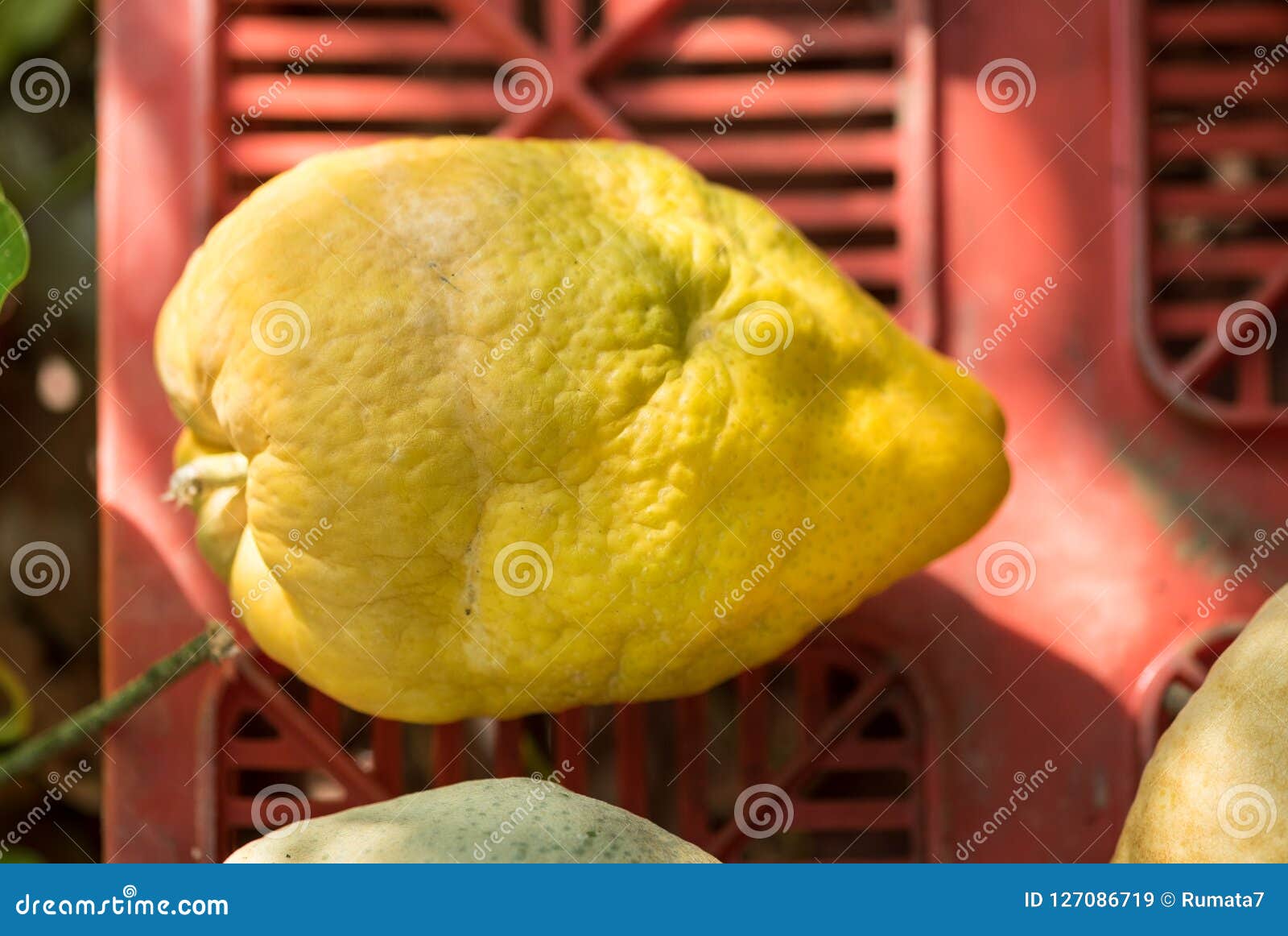 Moroccan Citron Etrog at Moshav`s Greenhouse Stock Image - Image of ...