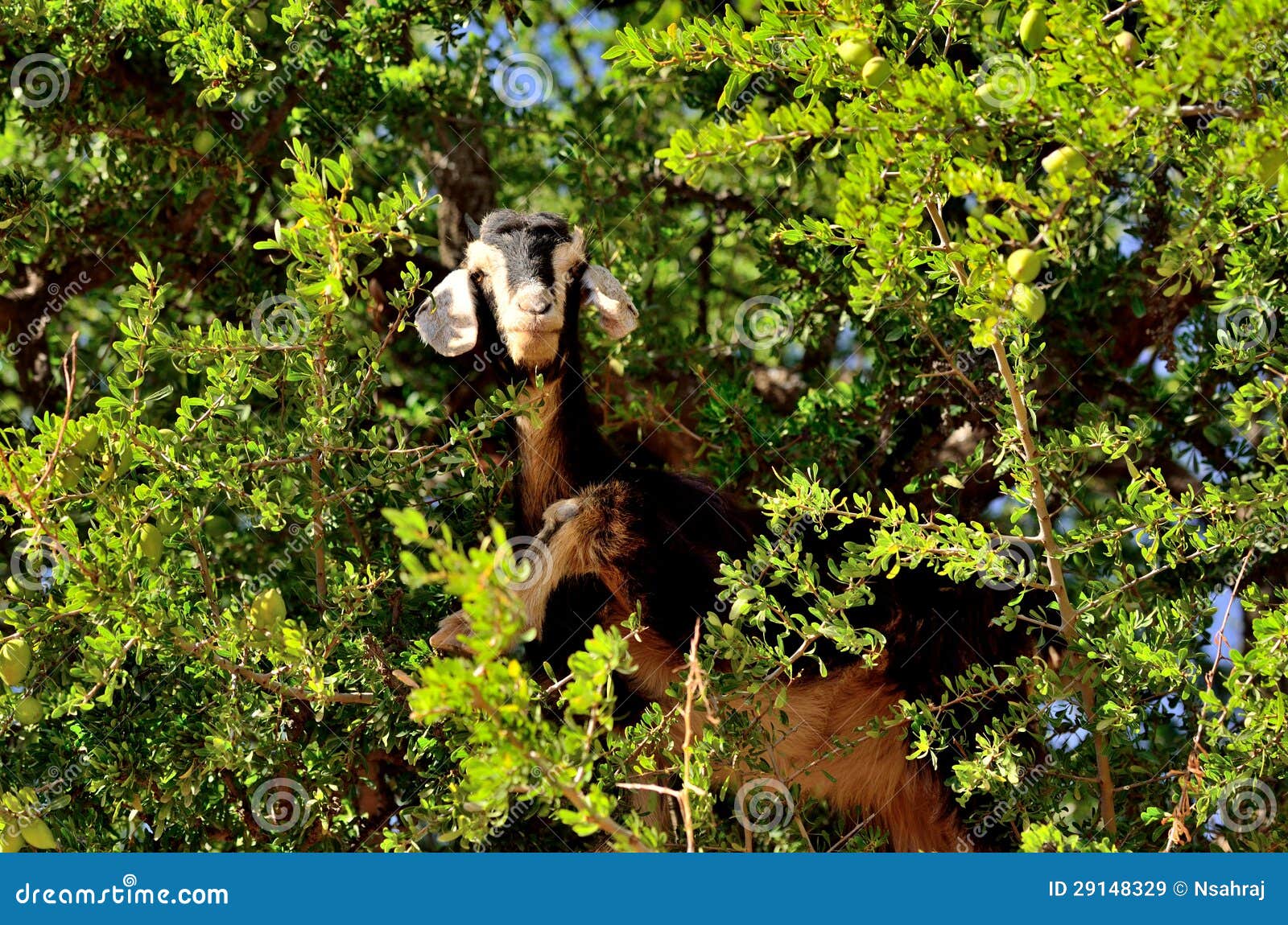 Moroccan Goat in Argan Tree Stock Image - Image of high, tradition ...